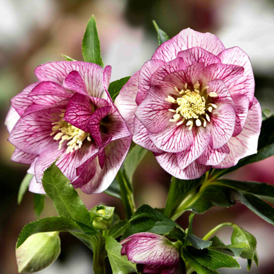 Чемерник, або морозник гібридний (Helleborus × hybridus) | Енциклопедія ...